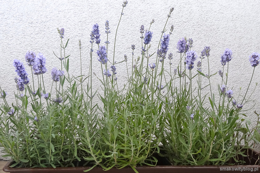Lawenda - Smakowity blog