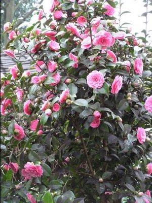 Kamelija Camellia Japonica | SerbianForum