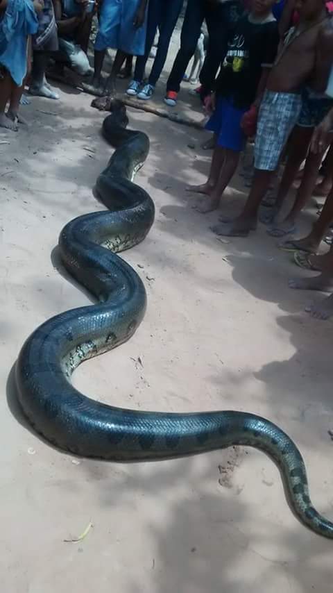 BLOG BEIRA RIO ONLINE: SUCURI GIGANTE NO RIO UNA EM MORROS