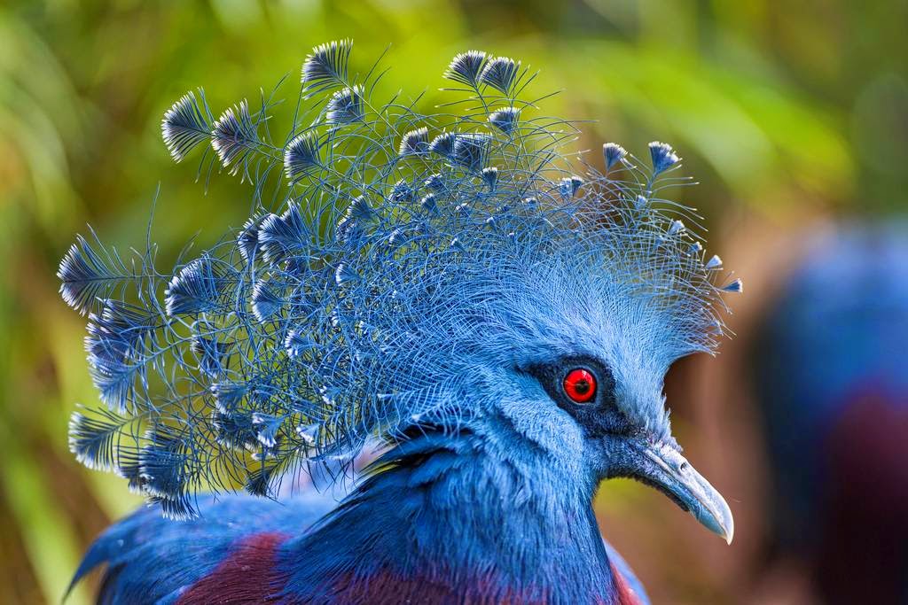 Extreme Crest Feathers: 10 Reasons Why Crest is Best | The Ark In Space
