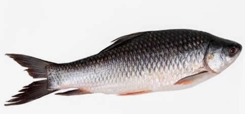 South asia most famous fish 'ROHU' (LIBIO ROHATA) | My aquarium