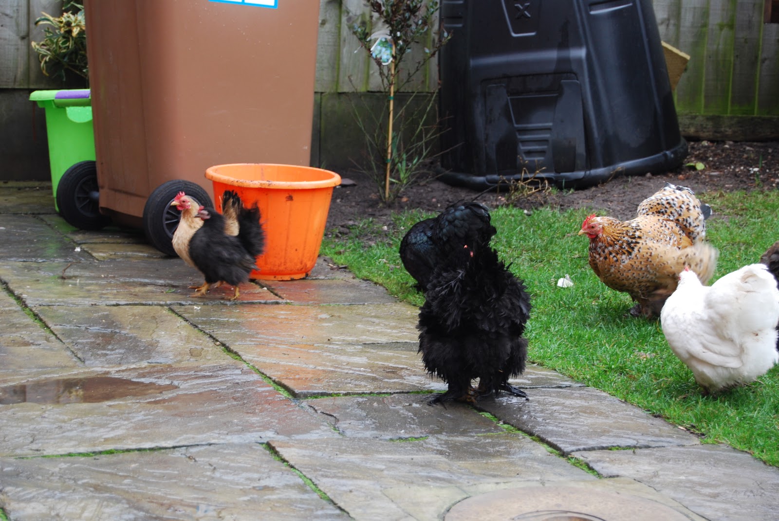 The Chicken Chronicles: Micro Chickens, Meet The Flock