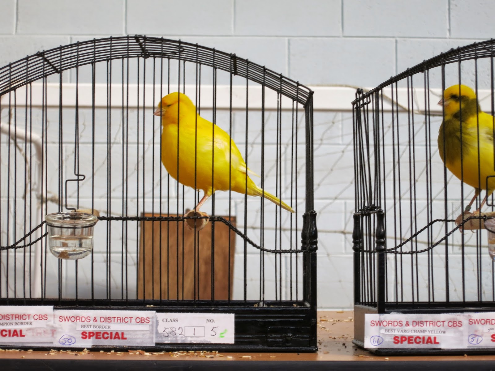Canary Tales: Lovely Border Winners At Swords Show