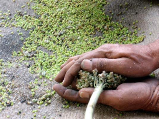 DIET WHAT IT REALLY MEANS!!!!!!!!: All about Tender jowar - sorghum ...