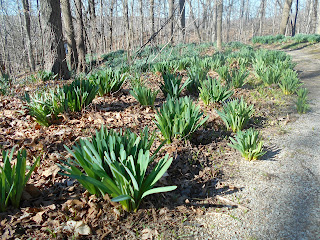 Clegg Garden Today: Leaves of the Resurrection Lily appear in the spring