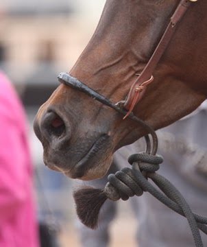 Shame in the Horse Show Ring: The Arabian crowd really knows how to ...