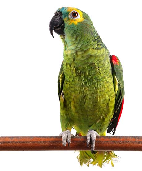 Todo Somos Uno: NUESTRO LORO