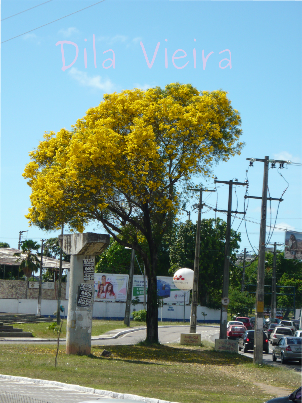 Piripikura: Caraibeira - Olinda - PE