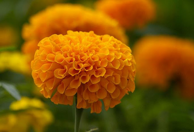 CONOZCAMOS MÁS DEL CEMPASÚCHIL