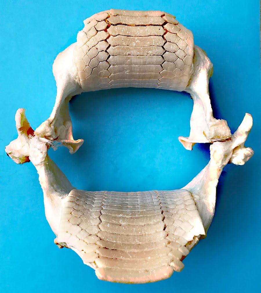 PALEO & GEO TOPICS: Comments by R. L. Squires