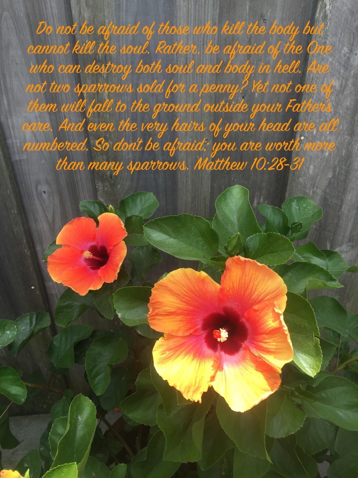 My Strength: Matthew 10:28-31 - "Sparrows"