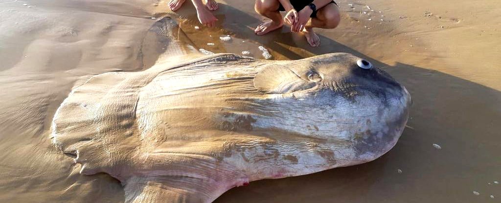No Mar Profundo: Raro Peixe-Lua é encontrado em praia na Austrália