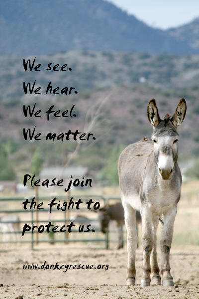 Write... and Ride: In honour of World Donkey Day, please donate and ...