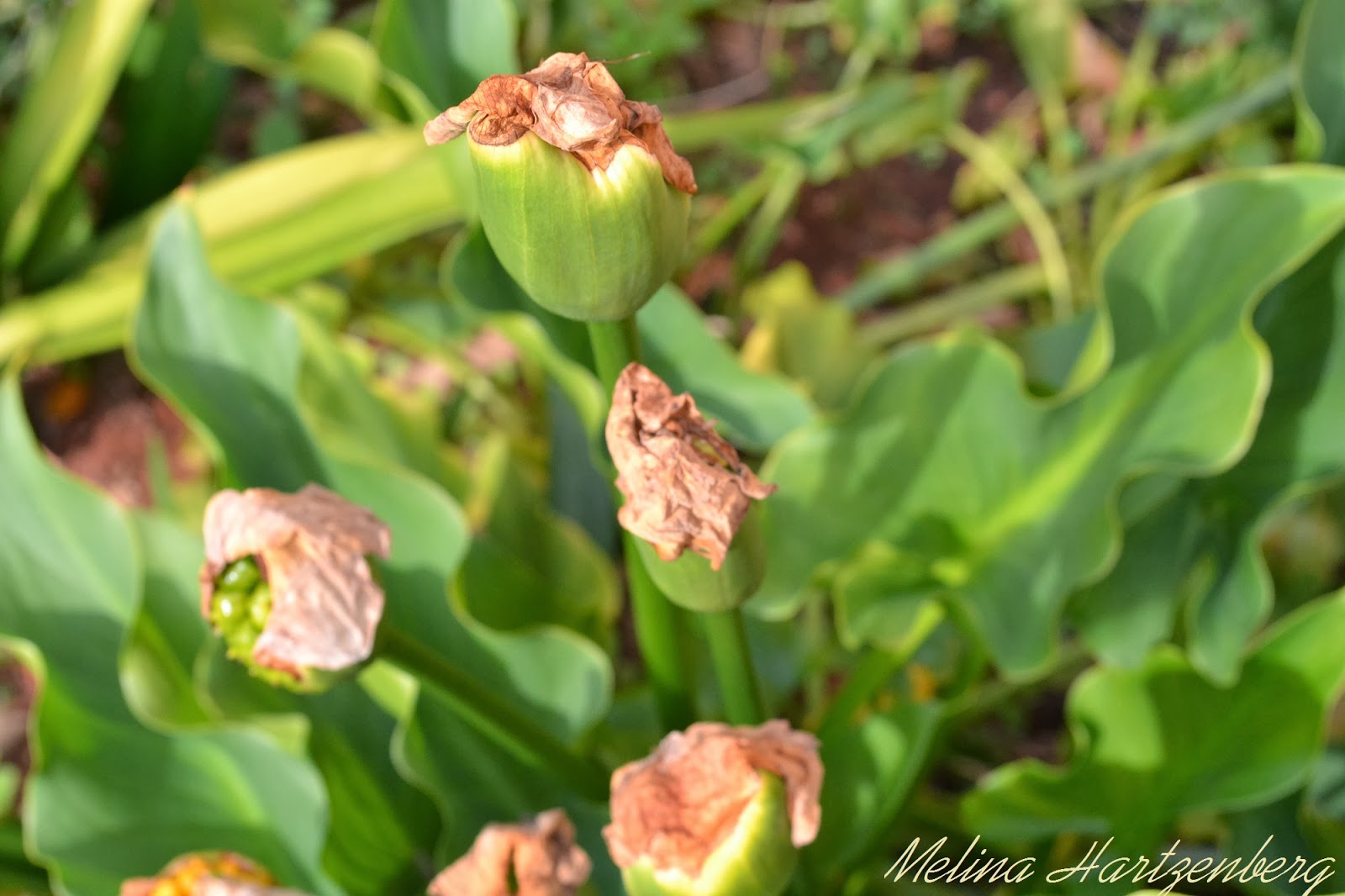 livingplantworld: January 2014