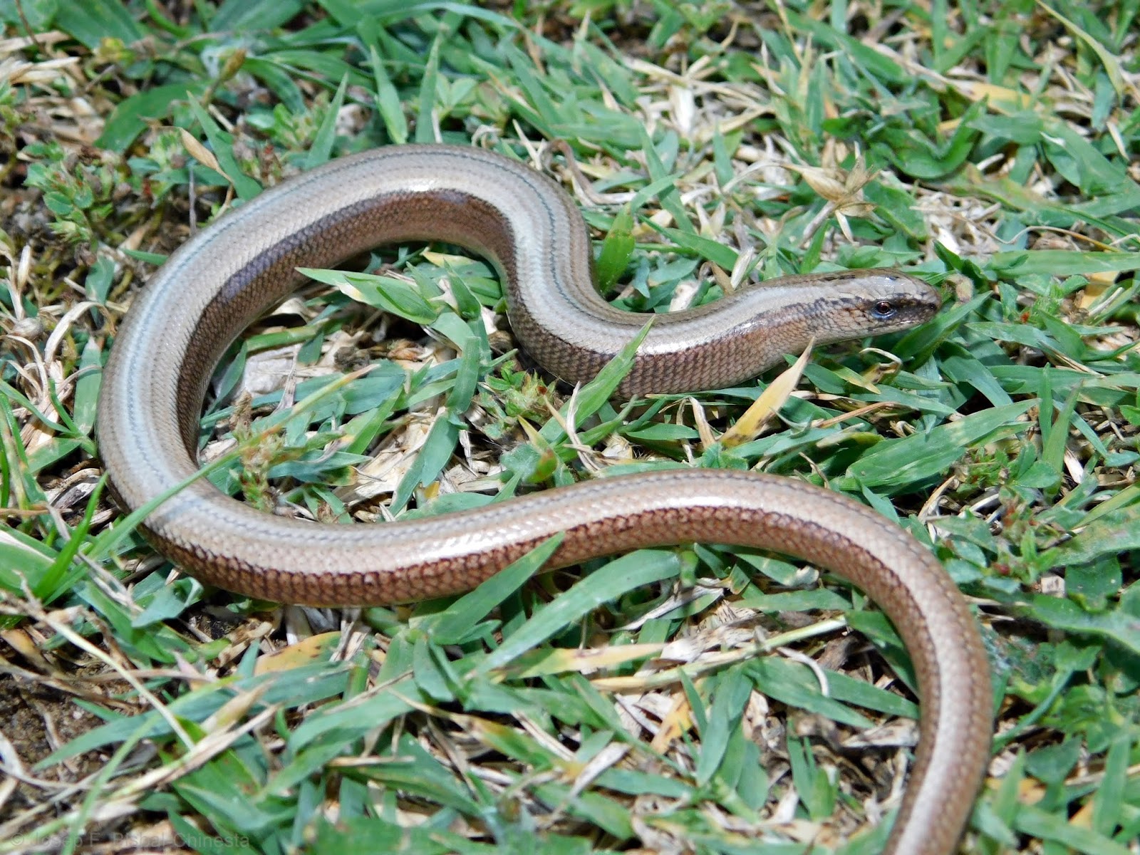 (Paleo-)Herpetología: Anguis fragilis - Lución