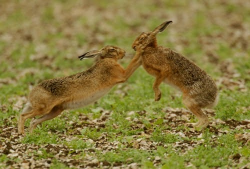 A Day In the Life of a Wildlife Artist: A Good Hare Day