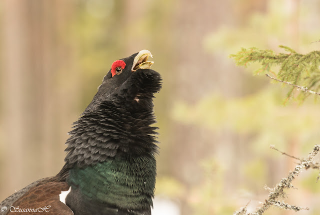 Luonnon luomaa: The Metso :-)