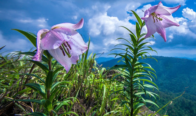 Shirui Lily state flower of Manipur