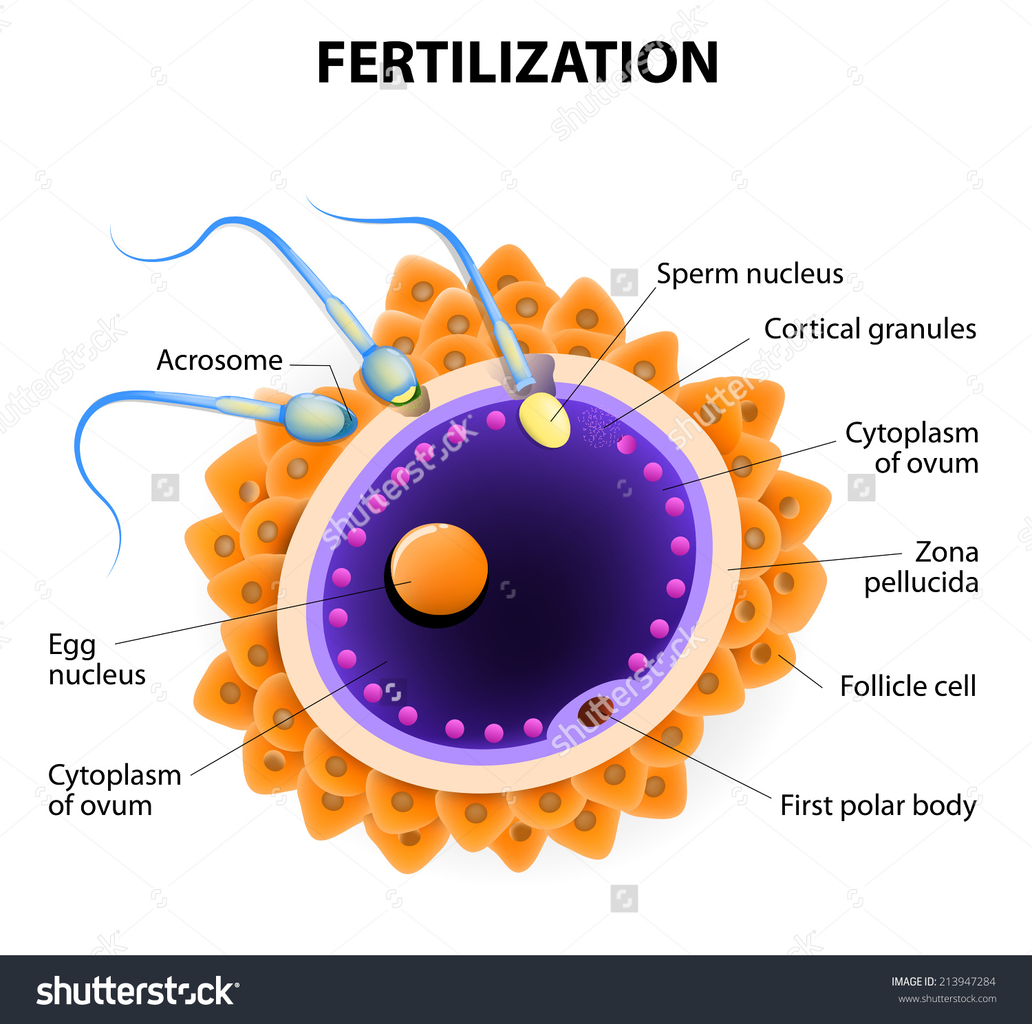 Fertilizasyon Embriyo Kültürü