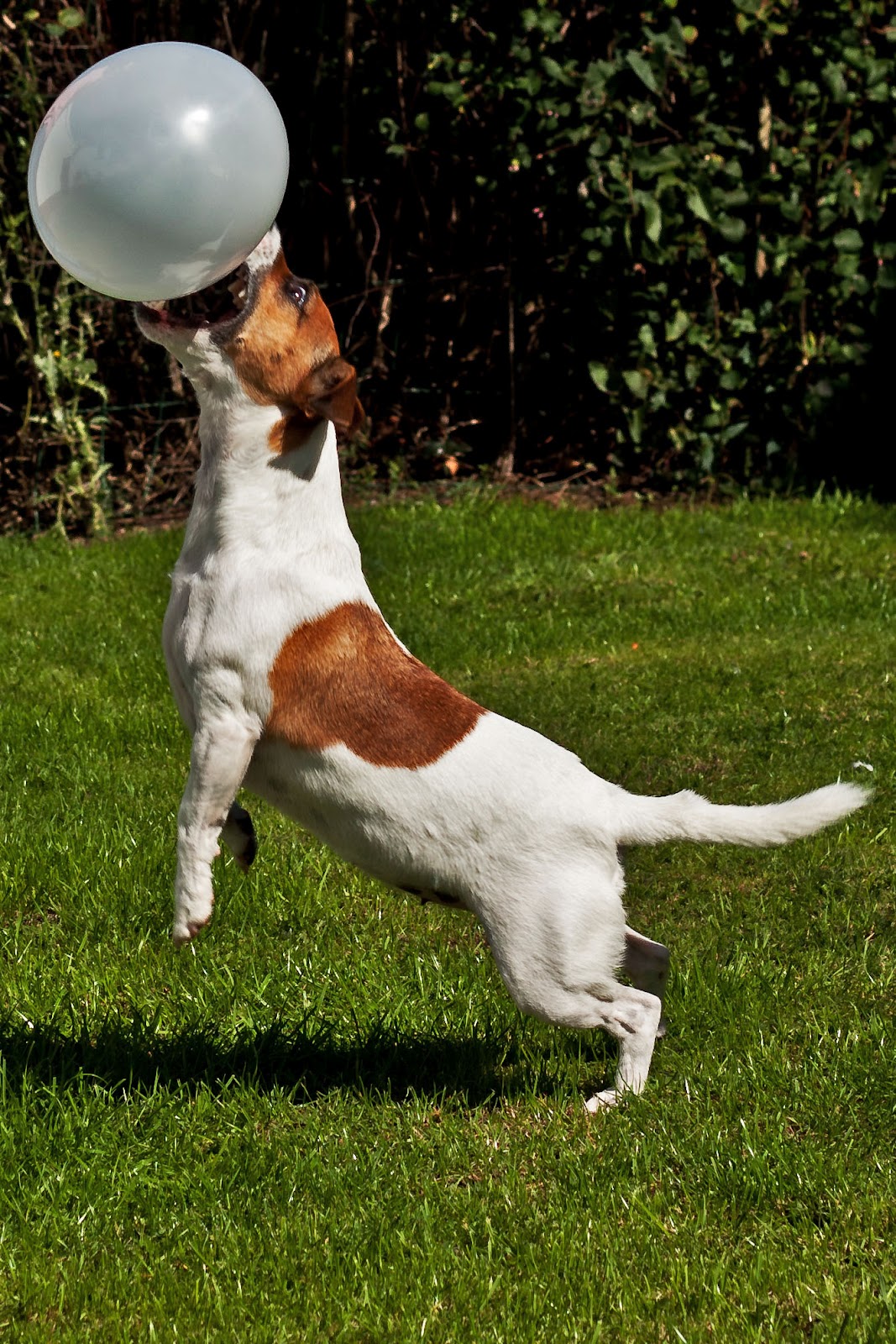 jack russel terrier | cute puppy pictures | cute dogs pictures | cute ...