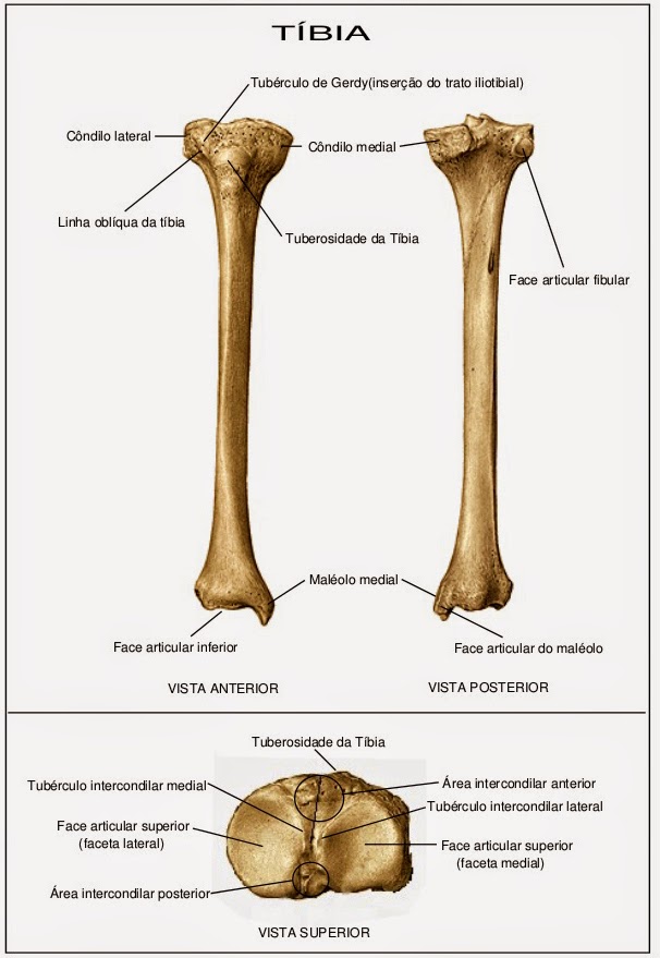 Anatomia dos membros inferiores : Ossos dos membros inferiores