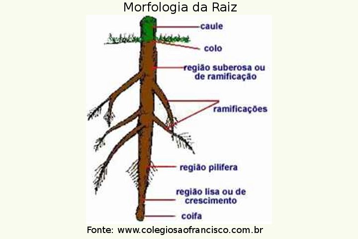 Biologia Vegetal: ÓRGÃOS VEGETAIS