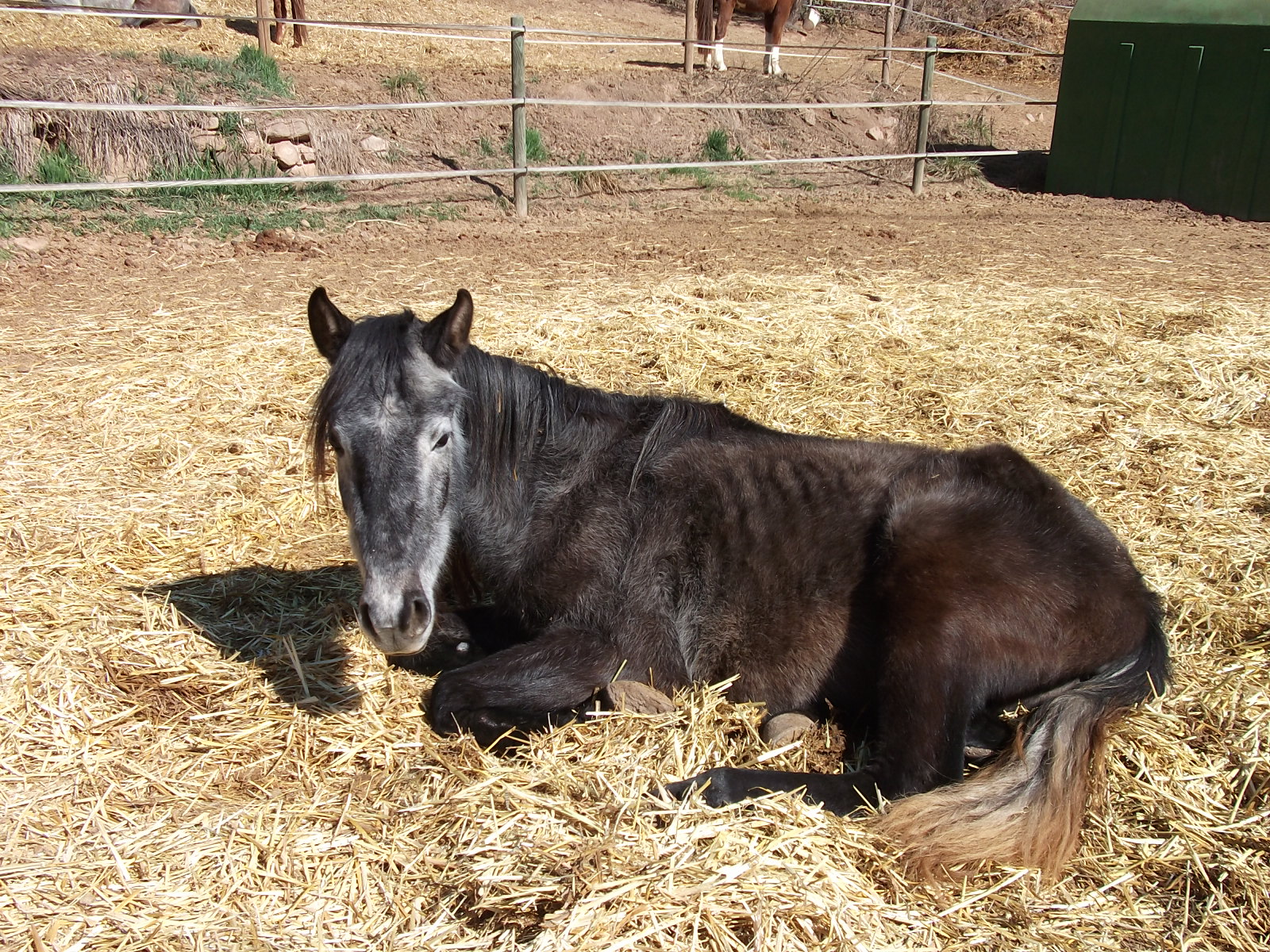 luchadiaria.elrefugiodesdedentro: Y TRES TRISTES POTROS TRISCAN ALEGRES ...