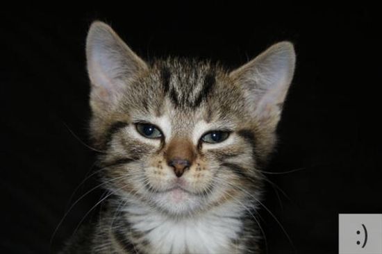 LewatGambar: 22 Emoticon Lucu Berdasarkan Ekspresi Kucing | Blog Top ...