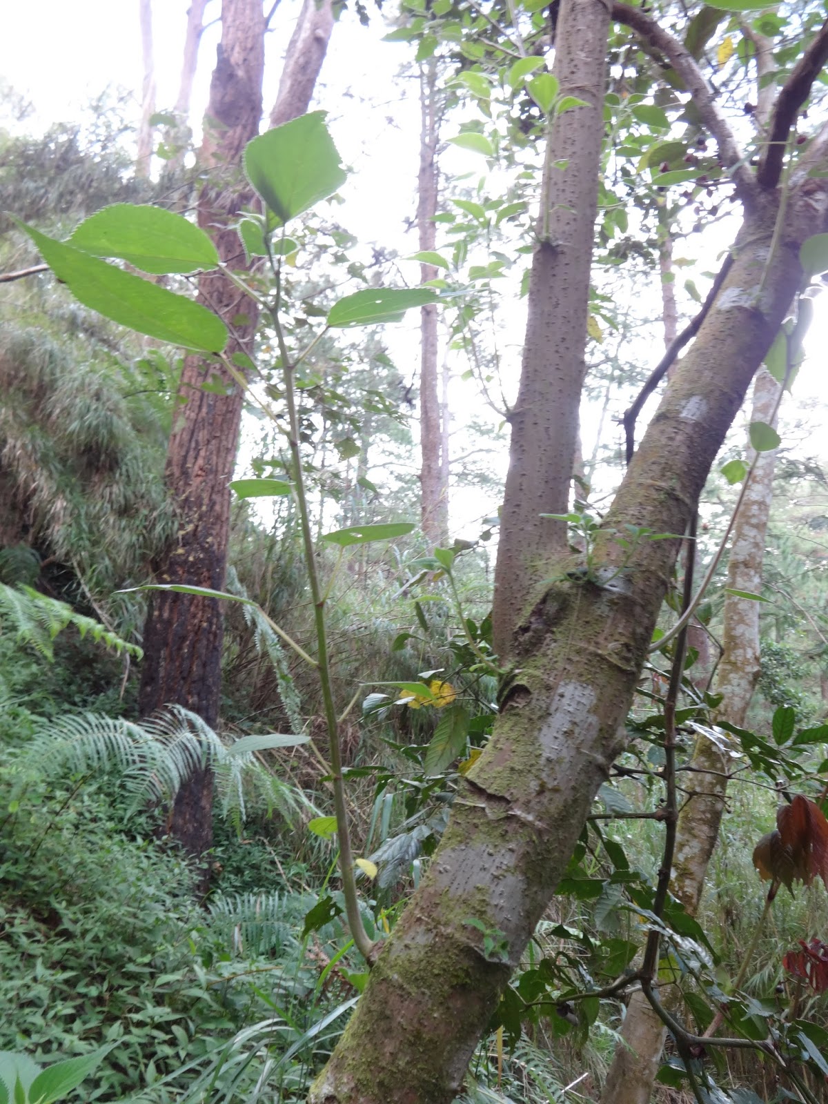 Herbs from Distant Lands: Pipturus spp. - Mamaki Tea, Handalamay, Armwe ...