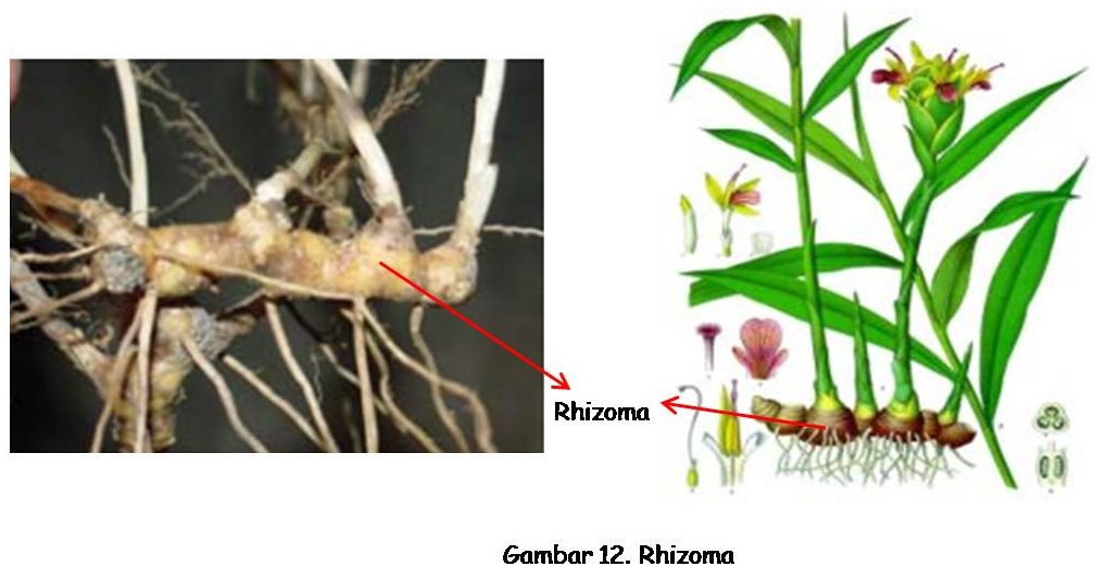 Ringkasan Materi semester ganjil kelas 9: Ilmu Pengetahuan Alam