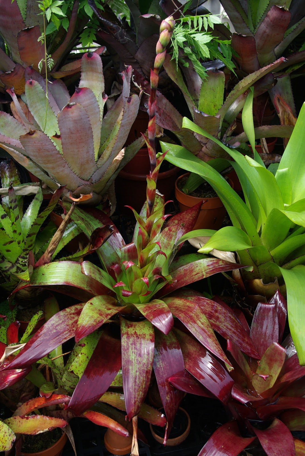 Johnson's bromeliads & falconry: Alcantarea vinicolor