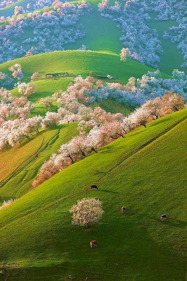 Spring Apricot Blossoms, Xinjiang, | Holidayspots4u