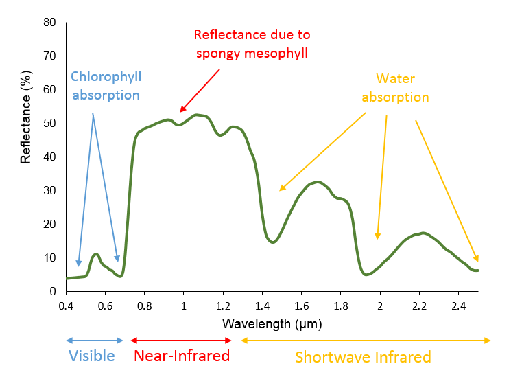 MuonRay: Drone-Based Vegetation Index using Custom Near-Infrared (NIR ...
