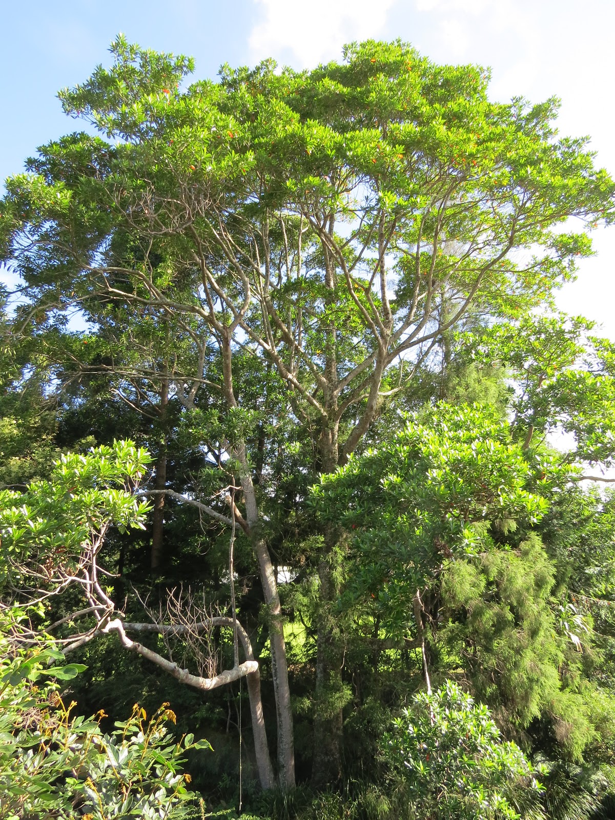 Snapshots of Beauty: THE AMAZING NESTING TREES OVER THE CREEK @ THE ...