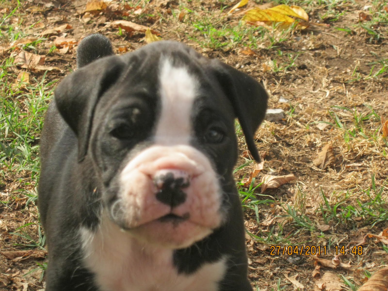 BOXERYSTAFFORDSHIRE: CACHORROS BOXER HIJOS DE REX Y DUMA