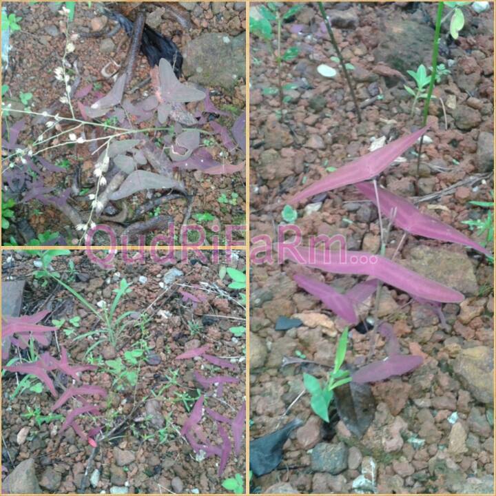 QudRiFaRm: Semaian dan koleksi pokok rerama (Mariposa Christia ...