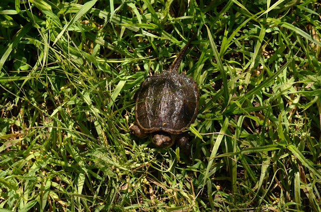 Woods Walks and Wildlife: June 2017