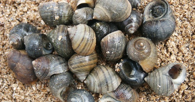 Eetbare Waddenzee: Alikruik (met recept)