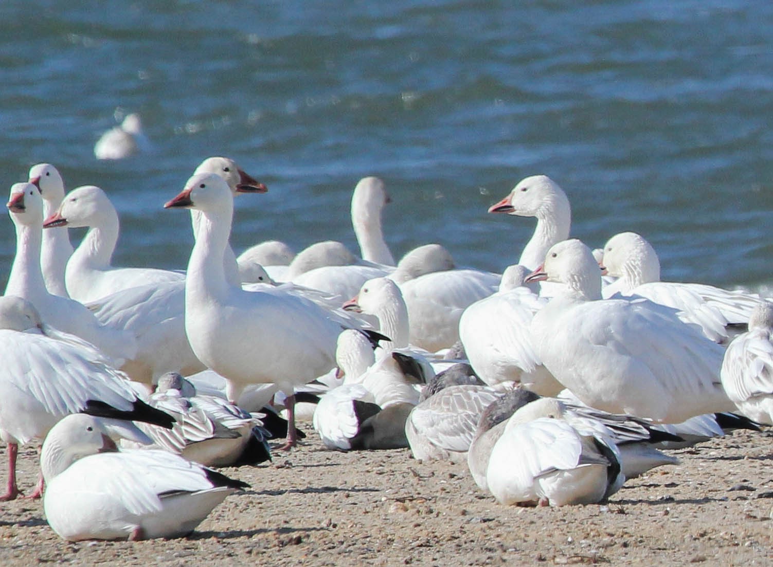 On the Wing: WINTER BIRDS IN TIDEWATER AND THE OUTER BANKS