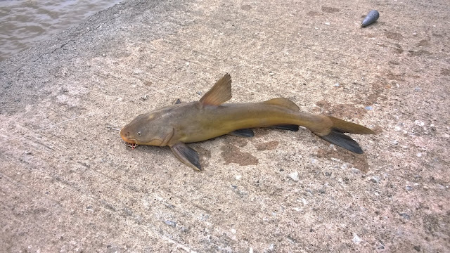 Nath et Dav en Guyane: petite pêche miraculeuse