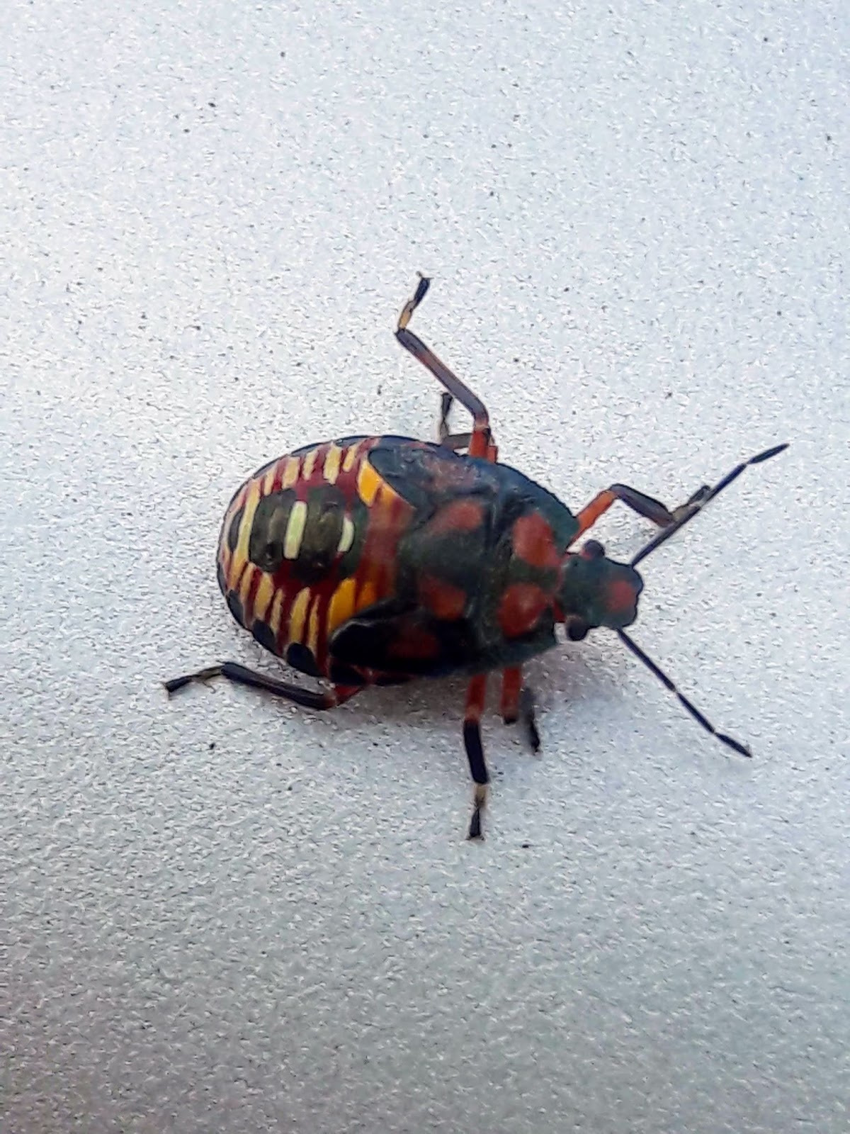 Photo Friday: Two Spotted Stink Bug Nymph
