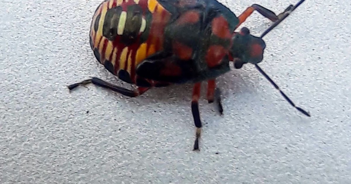 Photo Friday: Two Spotted Stink Bug Nymph