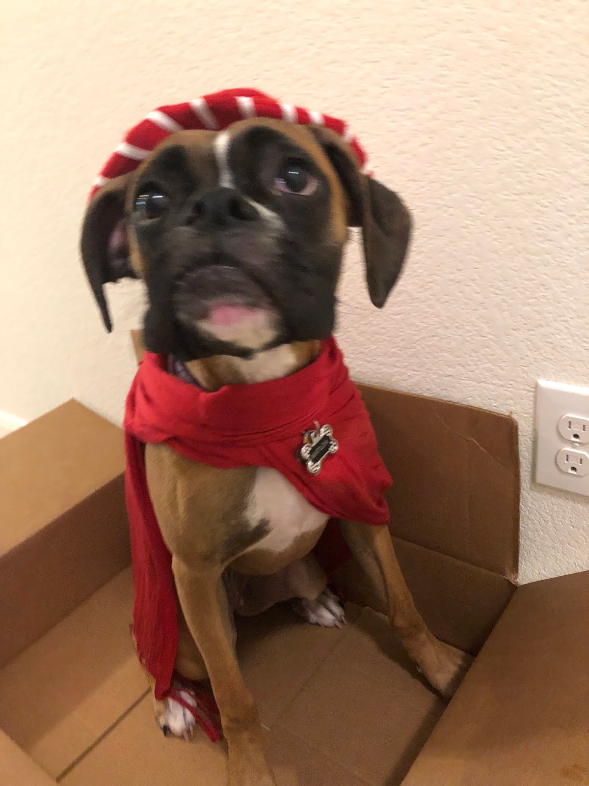 Matilda's Boxer Banter: Happy Boxer Day!!