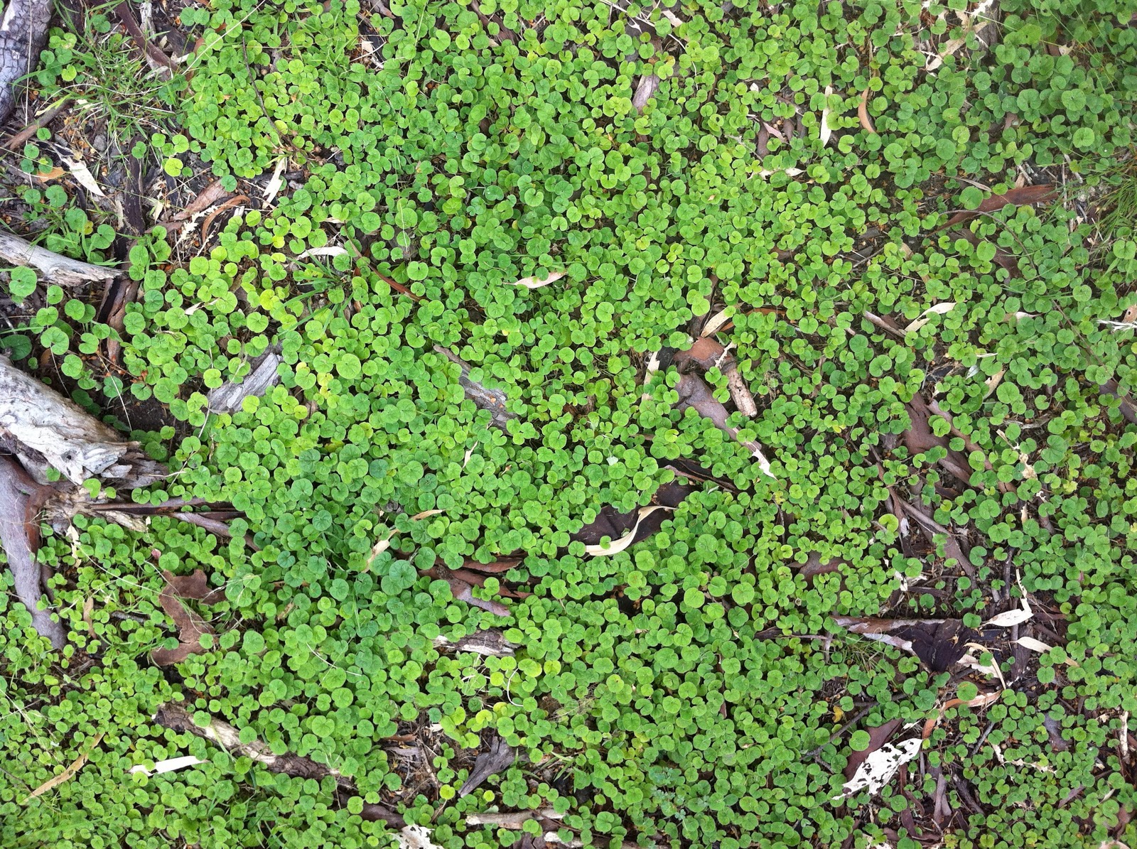 Plant Nerd School for Plant Nerds: Kidney Weed - Dichondra repens ...