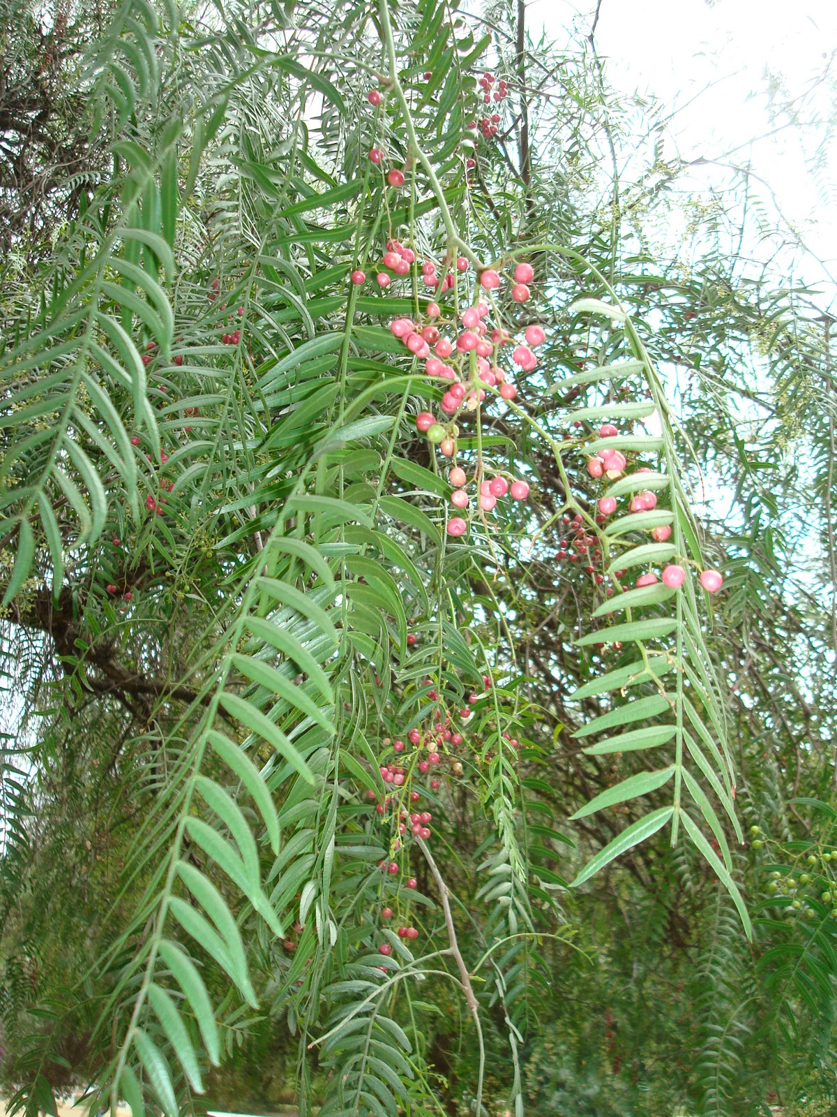 elarbolmiamigo-encinarosa: Schimus mole L, Schinus Molle, Falso ...