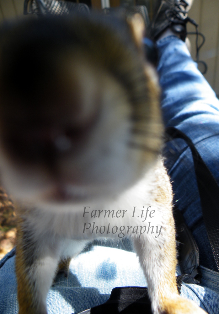 Living A Farmer's Life: Squirrel Spam 2!