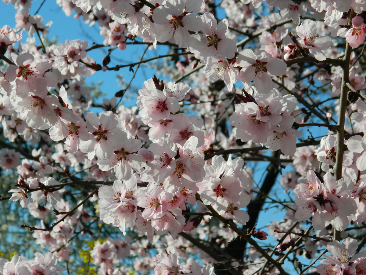 LA MULTI ANI, ROMANIA!: Alt migdal inflorit
