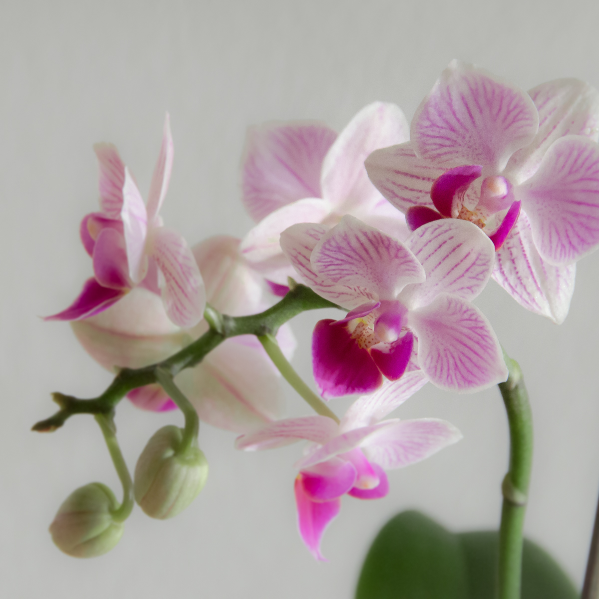 ORHIDEJA Falenopsis (Phalaenopsis) mini