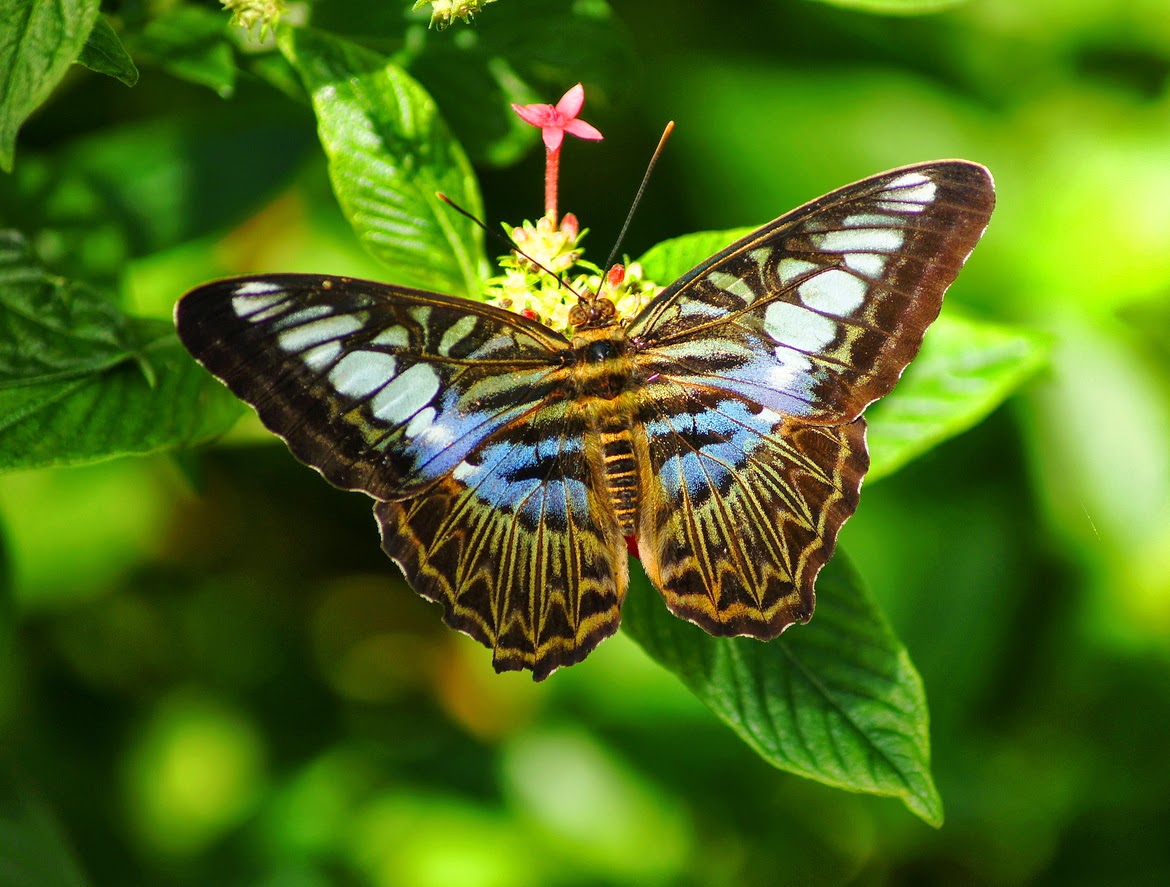 Imágene Experience: Las mariposas más hermosas del mundo III (27 fotos ...