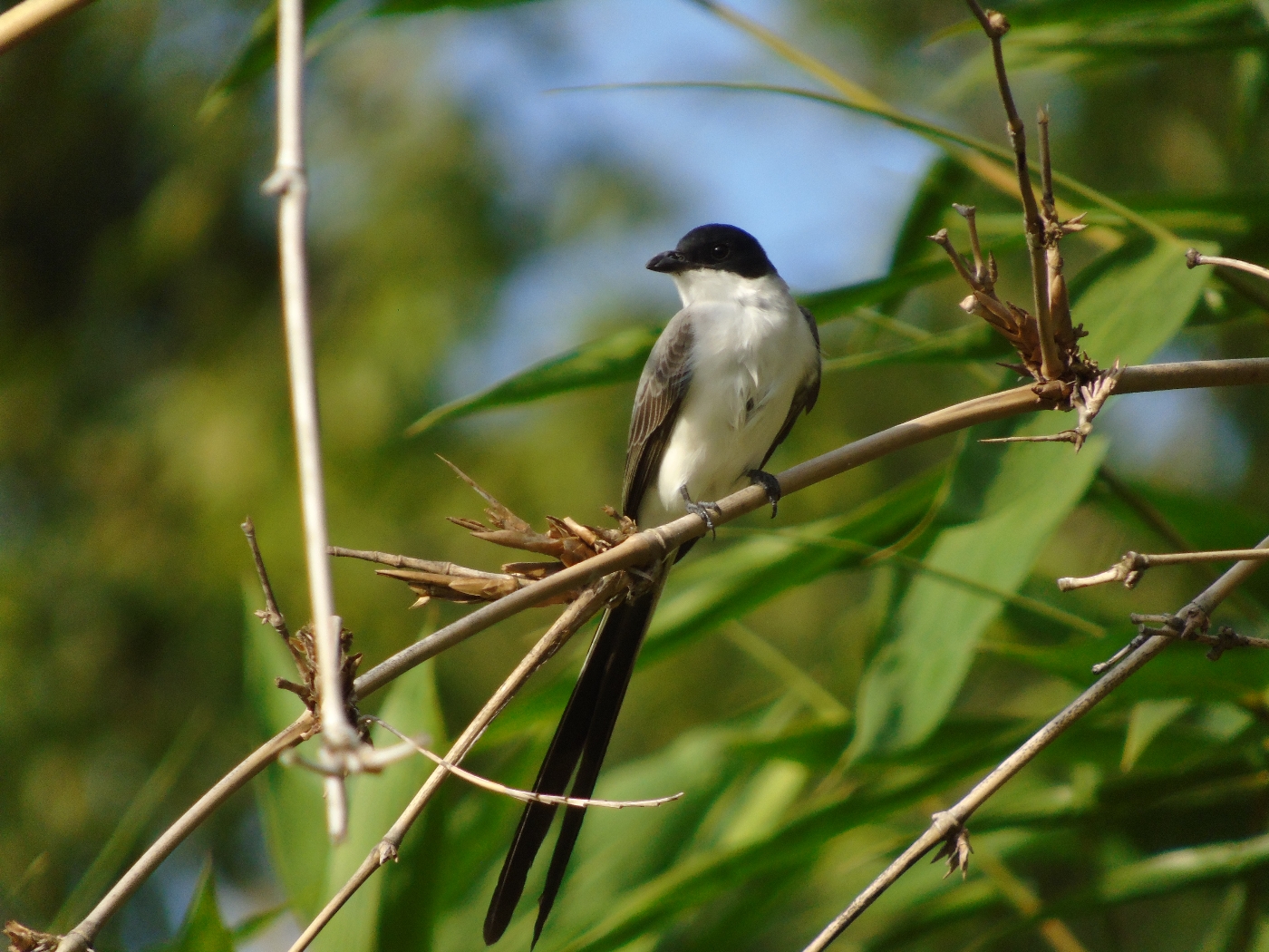 Birds Of Tobago: Fork-tailed Flycatcher